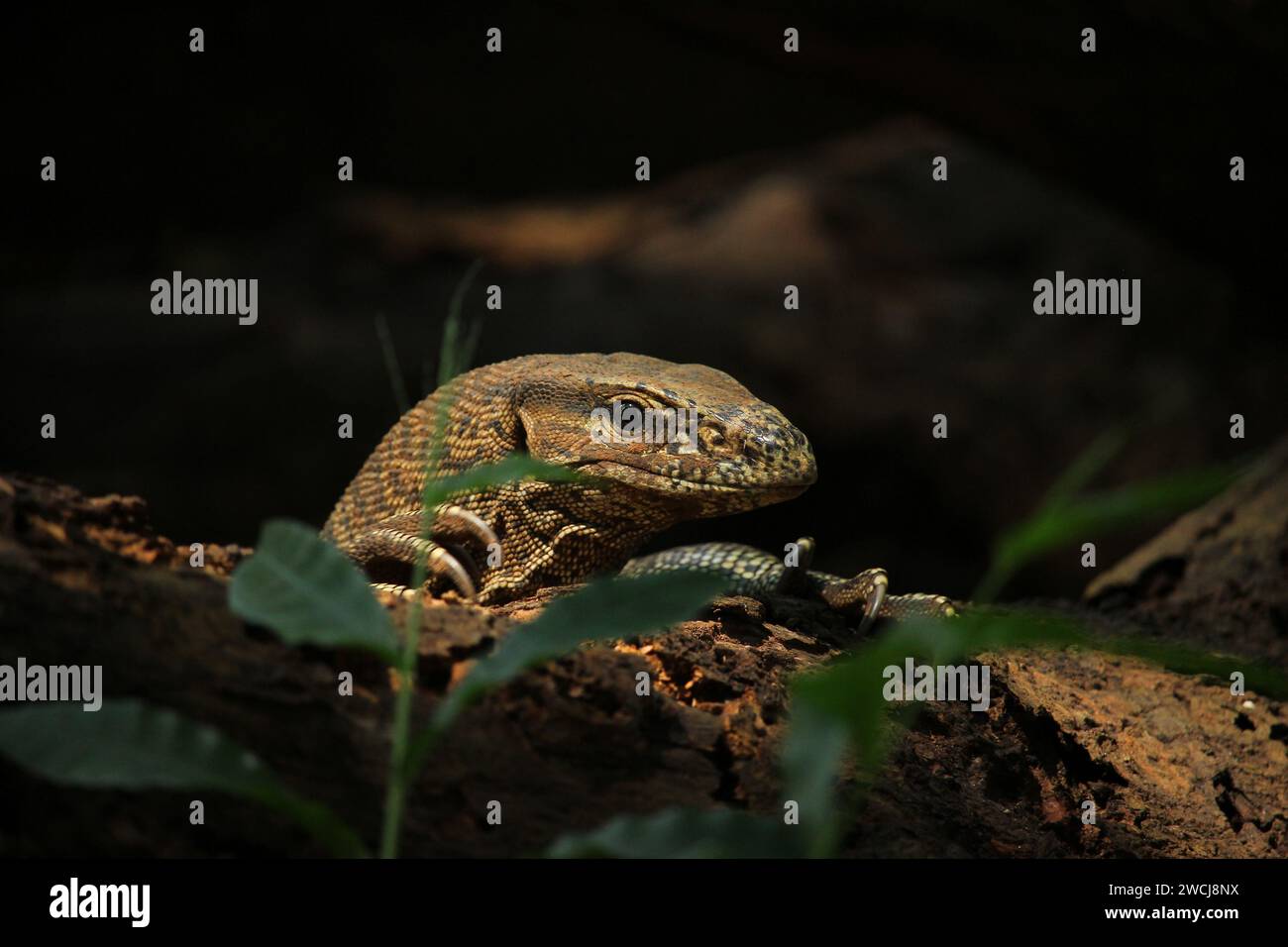 Basking in the golden hues of the sun, this magnificent giant monitor ...