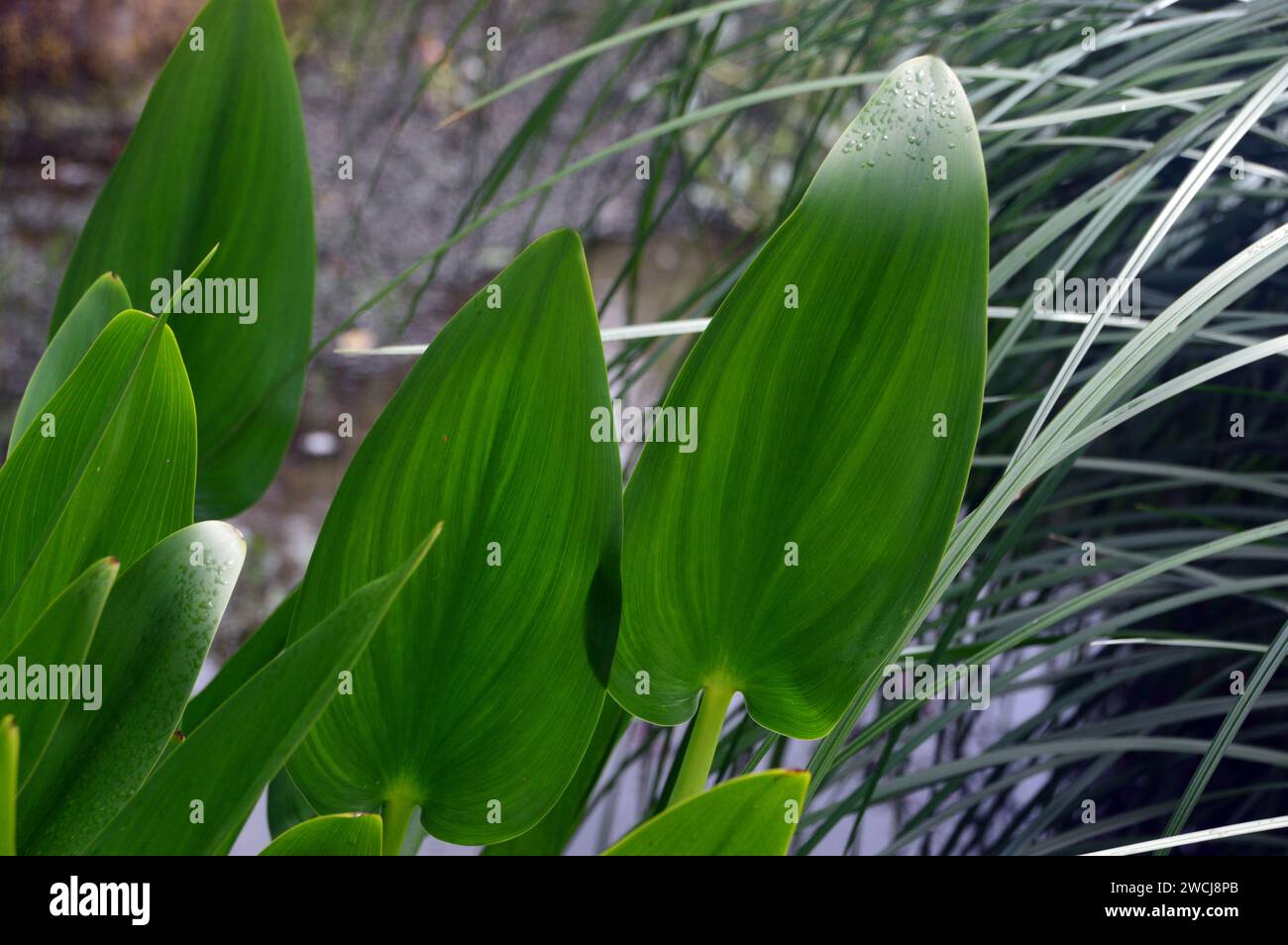 Aquatic Plant 'Pickerel Weed' (Pontederia Cordata) Leaves grown in a ...