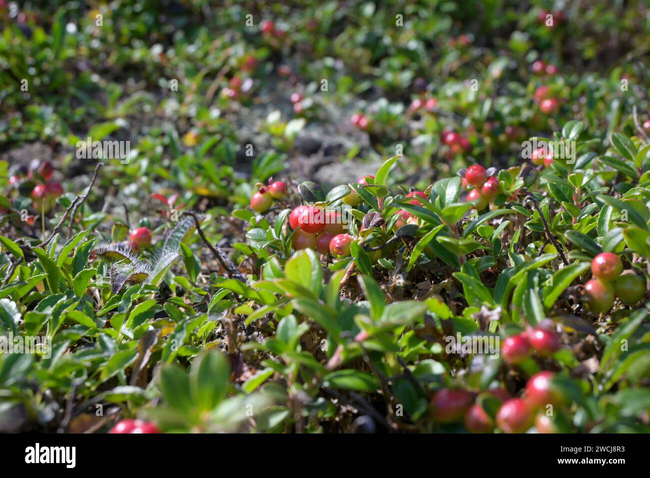 cranberry plantation high in the mountains Stock Photo - Alamy