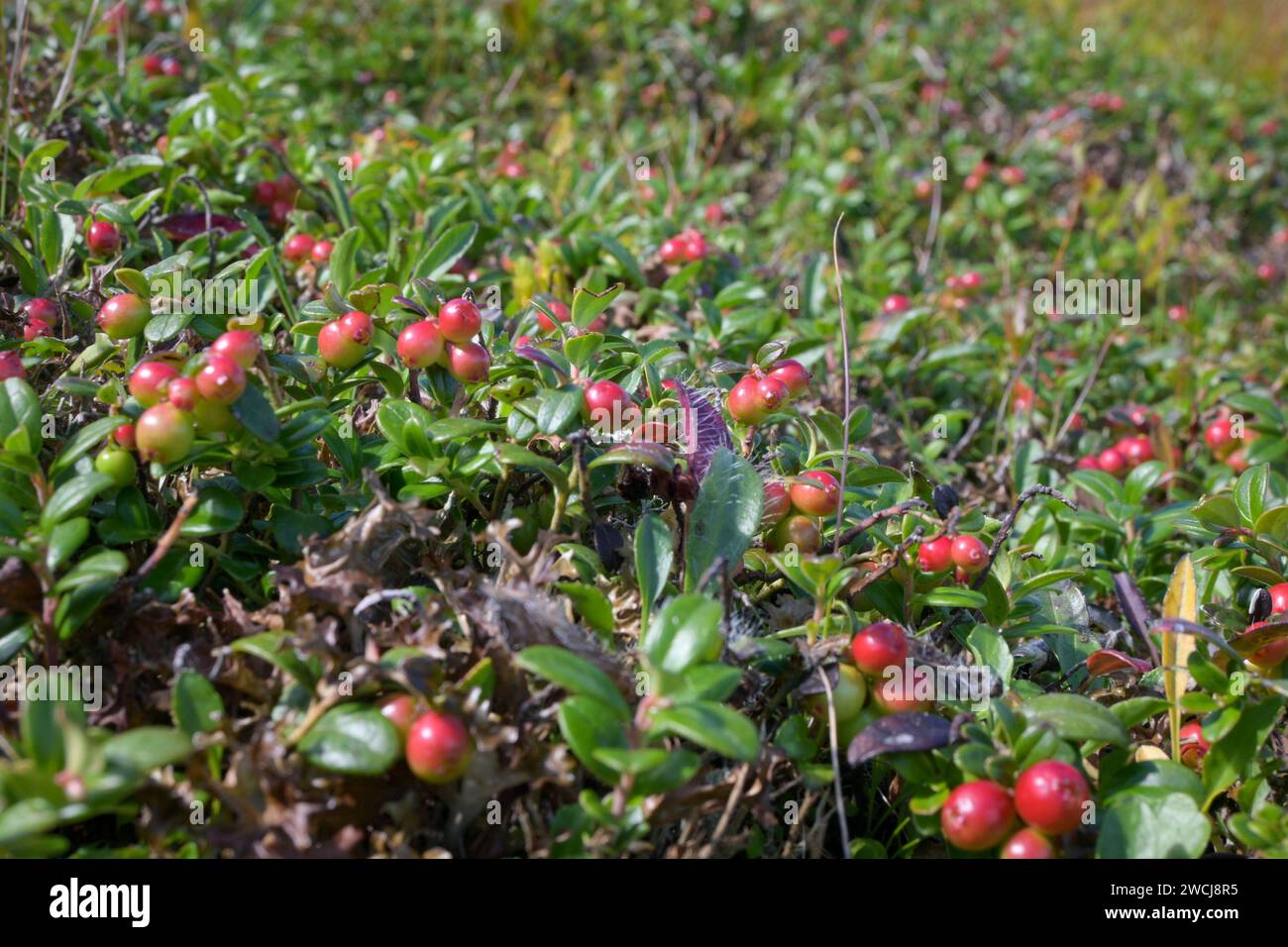 cranberry plantation high in the mountains Stock Photo - Alamy