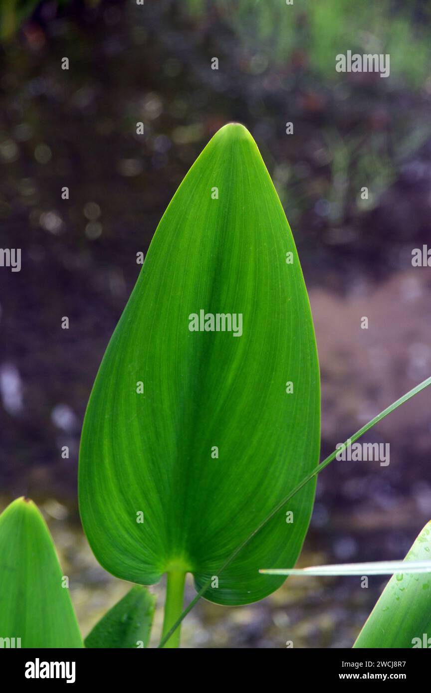 Aquatic Plant 'Pickerel Weed' (Pontederia Cordata) Leaves grown in a ...