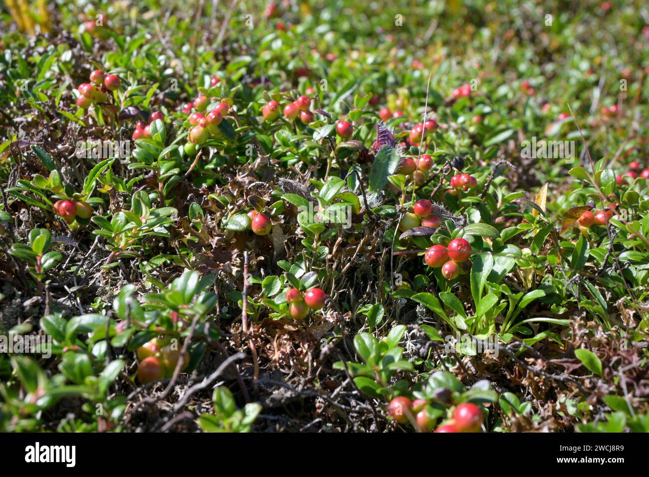 cranberry plantation high in the mountains Stock Photo - Alamy