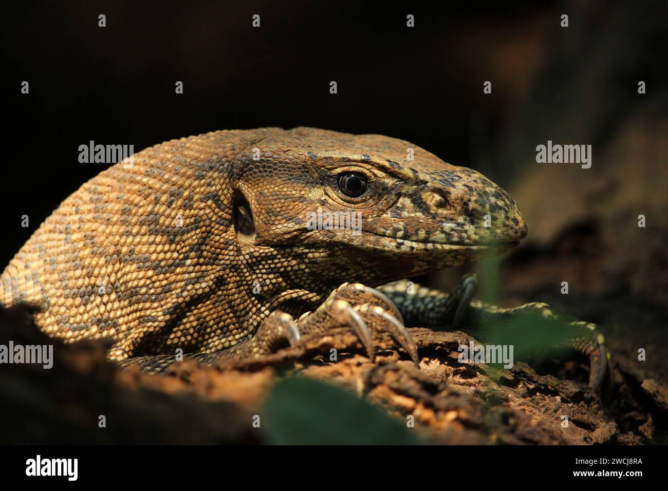 Basking in the golden hues of the sun, this magnificent giant monitor ...