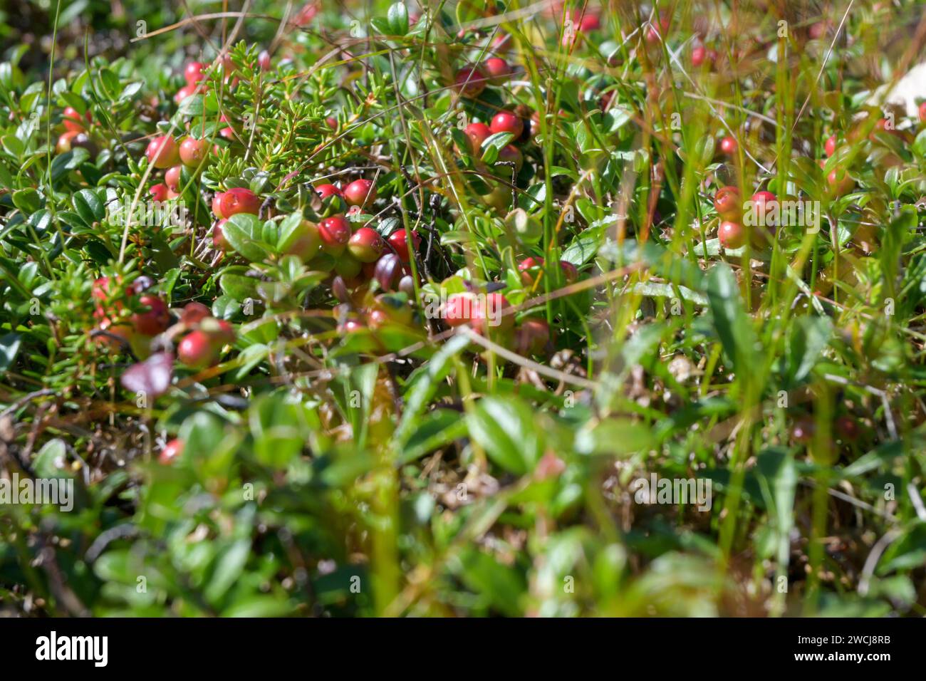 cranberry plantation high in the mountains Stock Photo - Alamy
