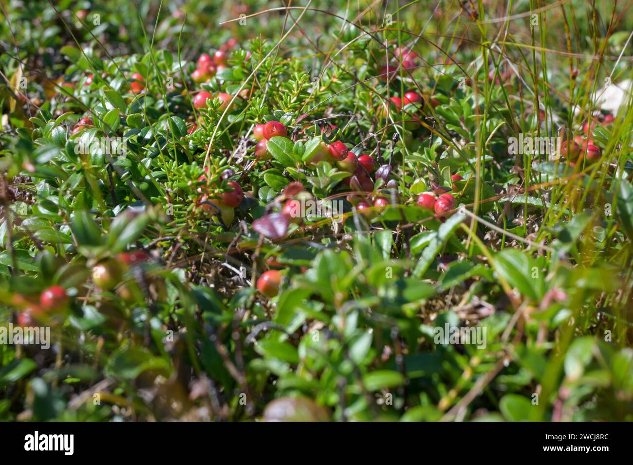 Cranberry plantation hi-res stock photography and images - Alamy