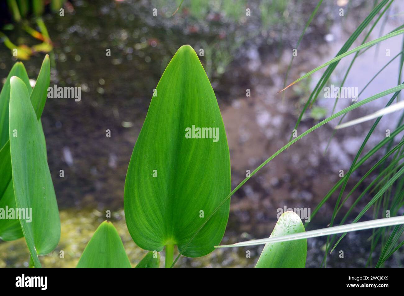Aquatic Plant 'Pickerel Weed' (Pontederia Cordata) Leaves grown in a ...