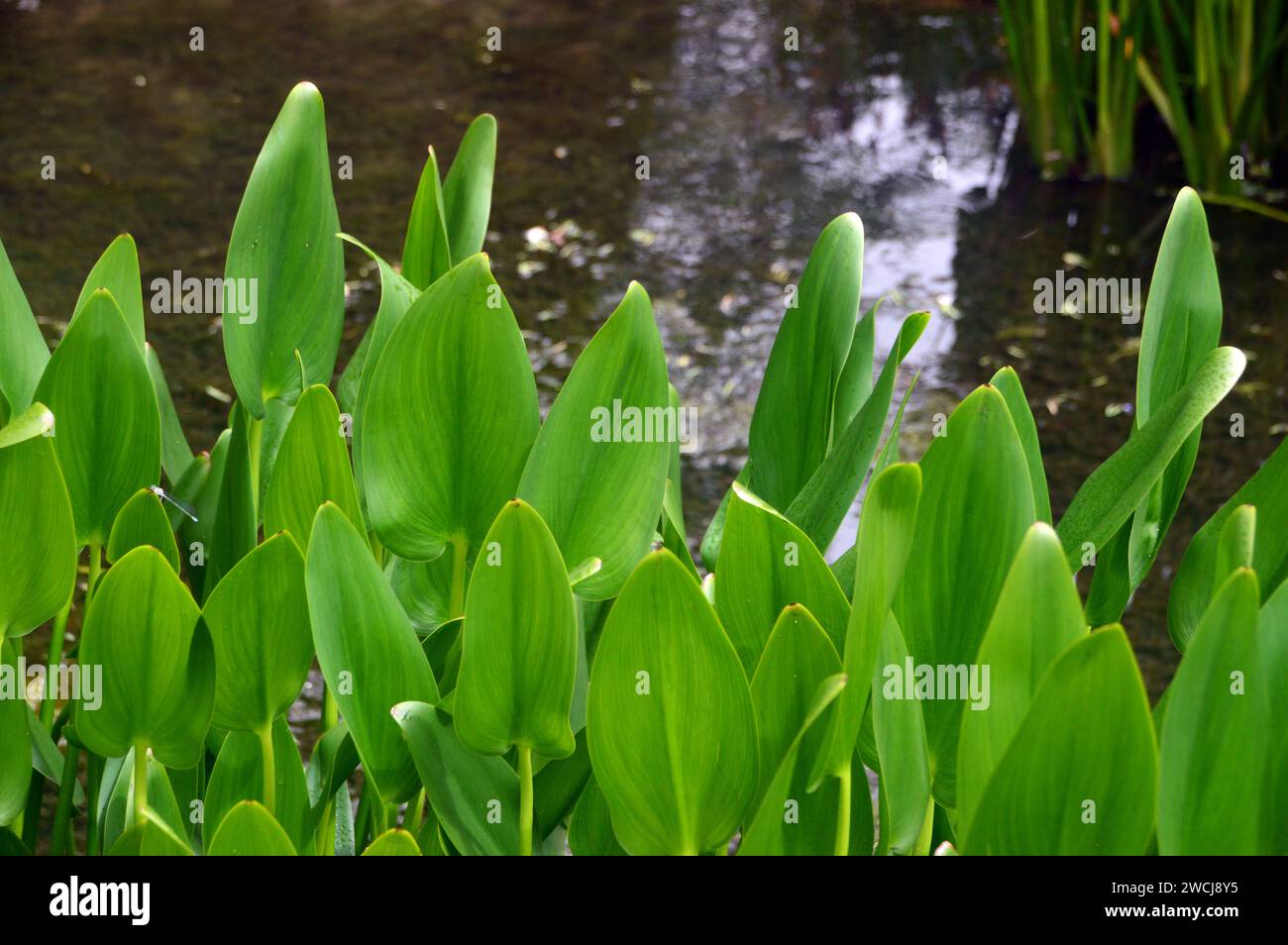 Aquatic Plant 'Pickerel Weed' (Pontederia Cordata) Leaves grown in a ...
