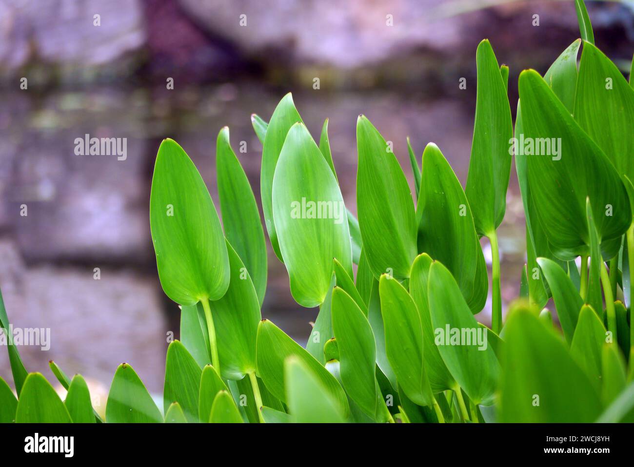 Aquatic Plant 'Pickerel Weed' (Pontederia Cordata) Leaves grown in a ...