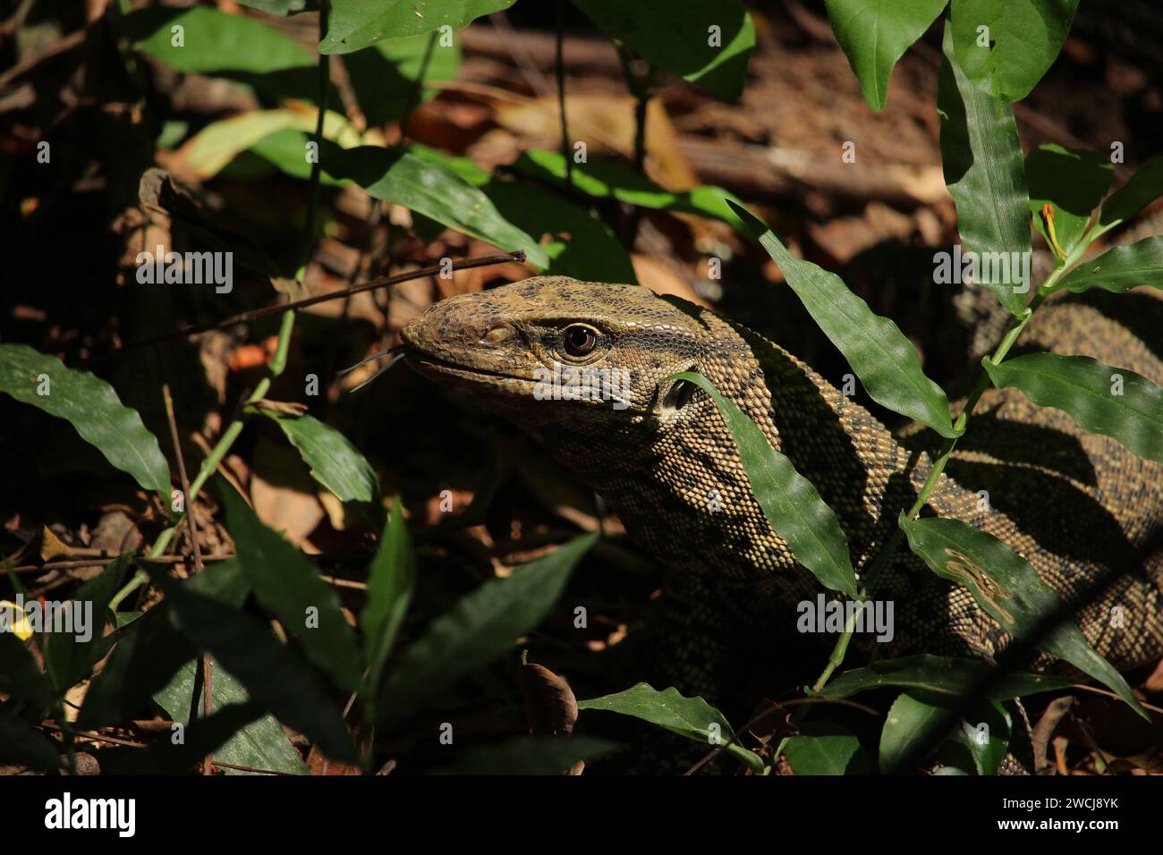 Lizard enthusiast hi-res stock photography and images - Alamy