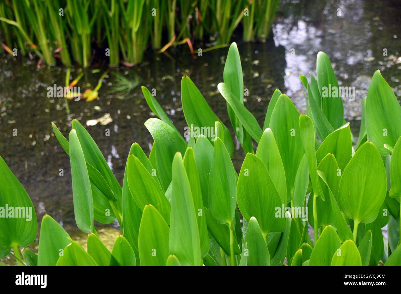 Aquatic Plant 'Pickerel Weed' (Pontederia Cordata) Leaves grown in a ...