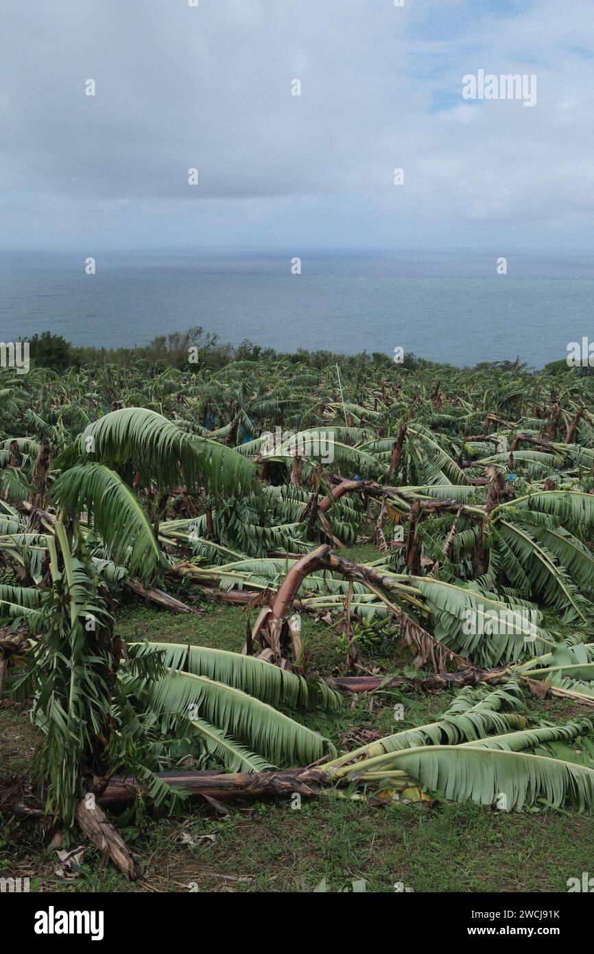 Reunion. 16th Jan, 2024. Atmosphere after the passage of cyclone Belal ...