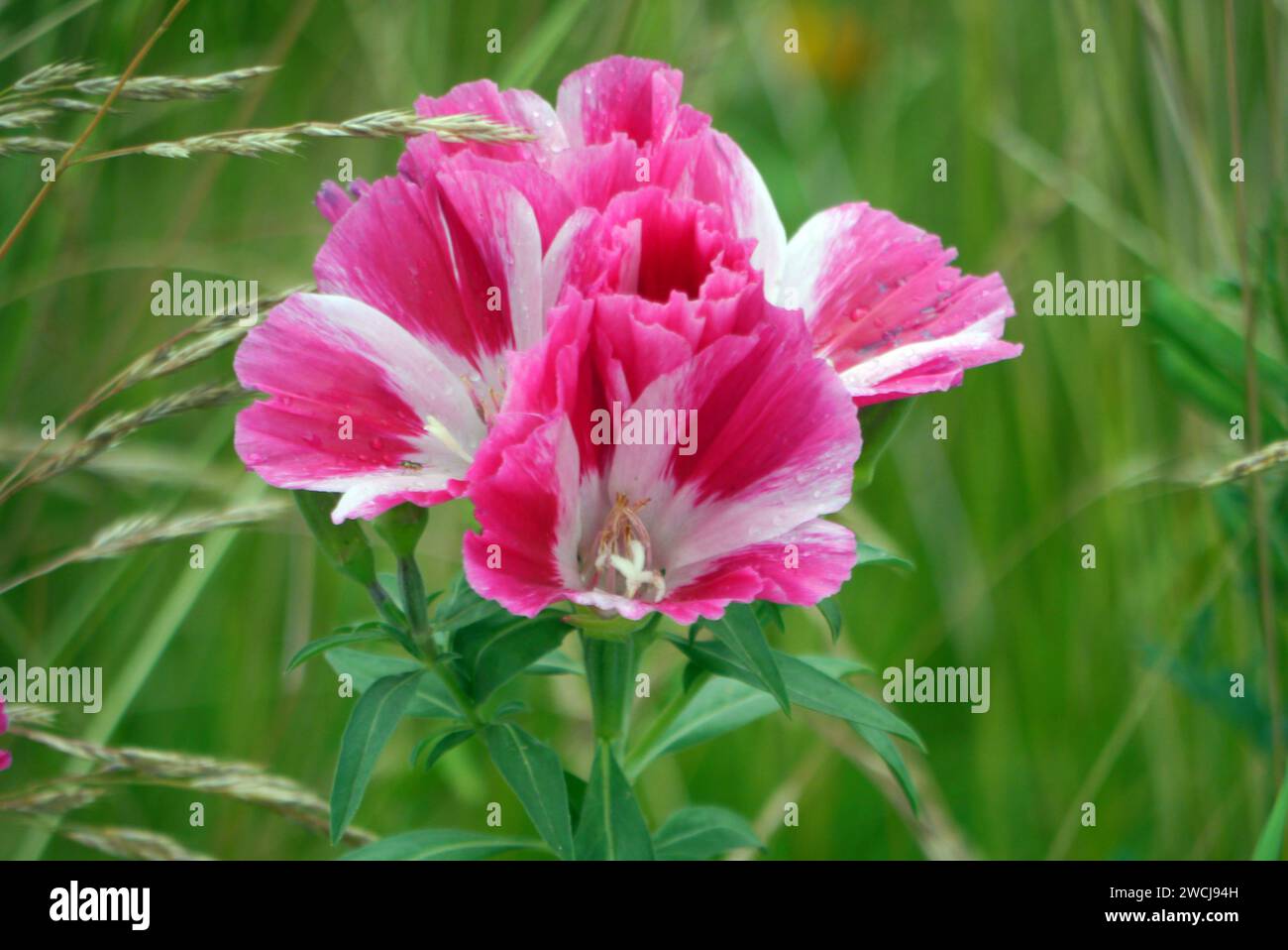 Pink Bi-Coloured Dwarf Godetia (Clarkia Amoena) Satin Flowers grown in ...