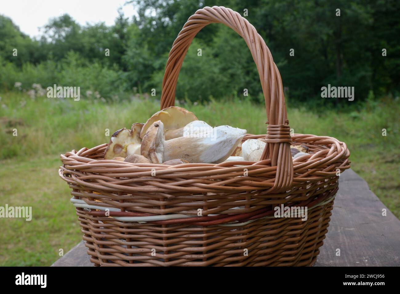 Basket fungus harvest hi-res stock photography and images - Alamy