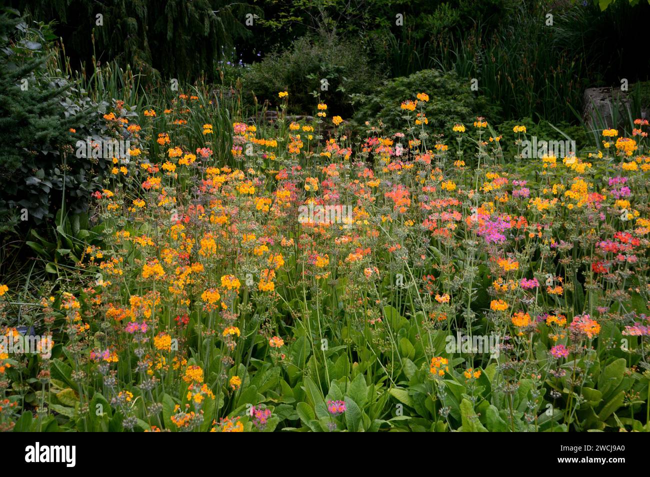 Yellow & Orange Candelabra Primulas Flowers grown in the Borders at RHS ...