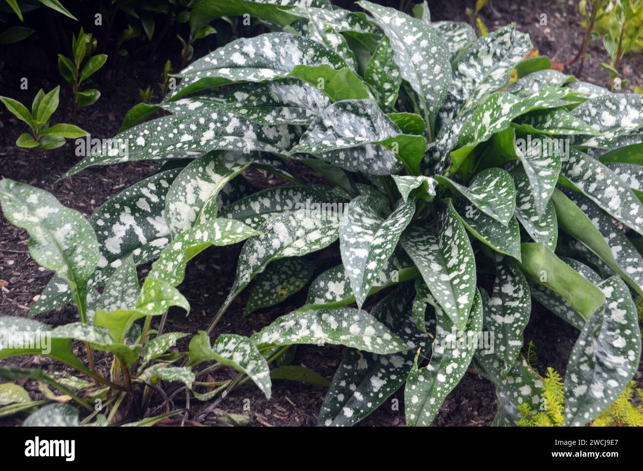 Marbled White Spotty Pulmonaria Saccharata (Bethlehem Lungwort) Leaves ...