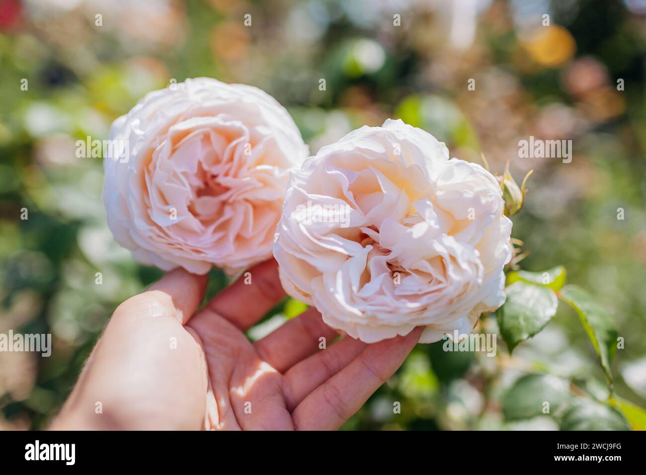 White Sebastian Kneipp rose blooming in summer garden. Gardener holds ...