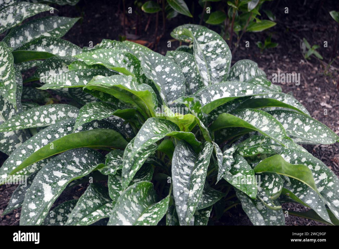 Marbled White Spotty Pulmonaria Saccharata (Bethlehem Lungwort) Leaves ...