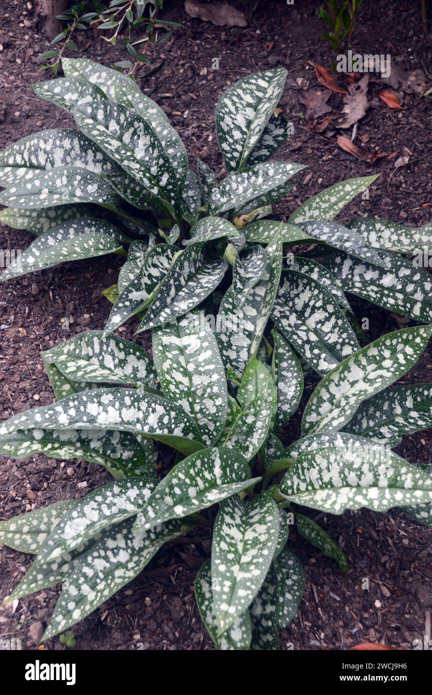 Marbled White Spotty Pulmonaria Saccharata (Bethlehem Lungwort) Leaves ...