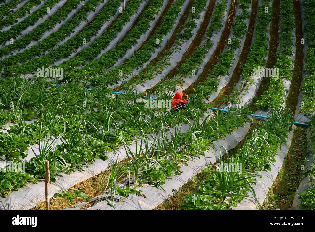 Farmer taking a break hi-res stock photography and images - Alamy