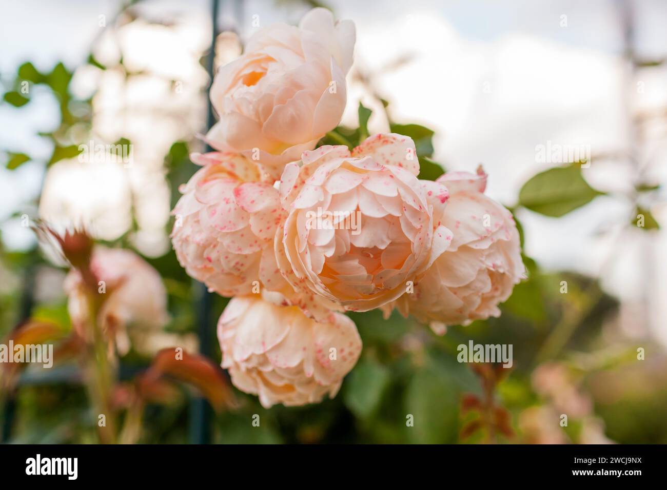 Wollerton Old Hall climbing rose. Blooming creamy rose cluster flowers ...