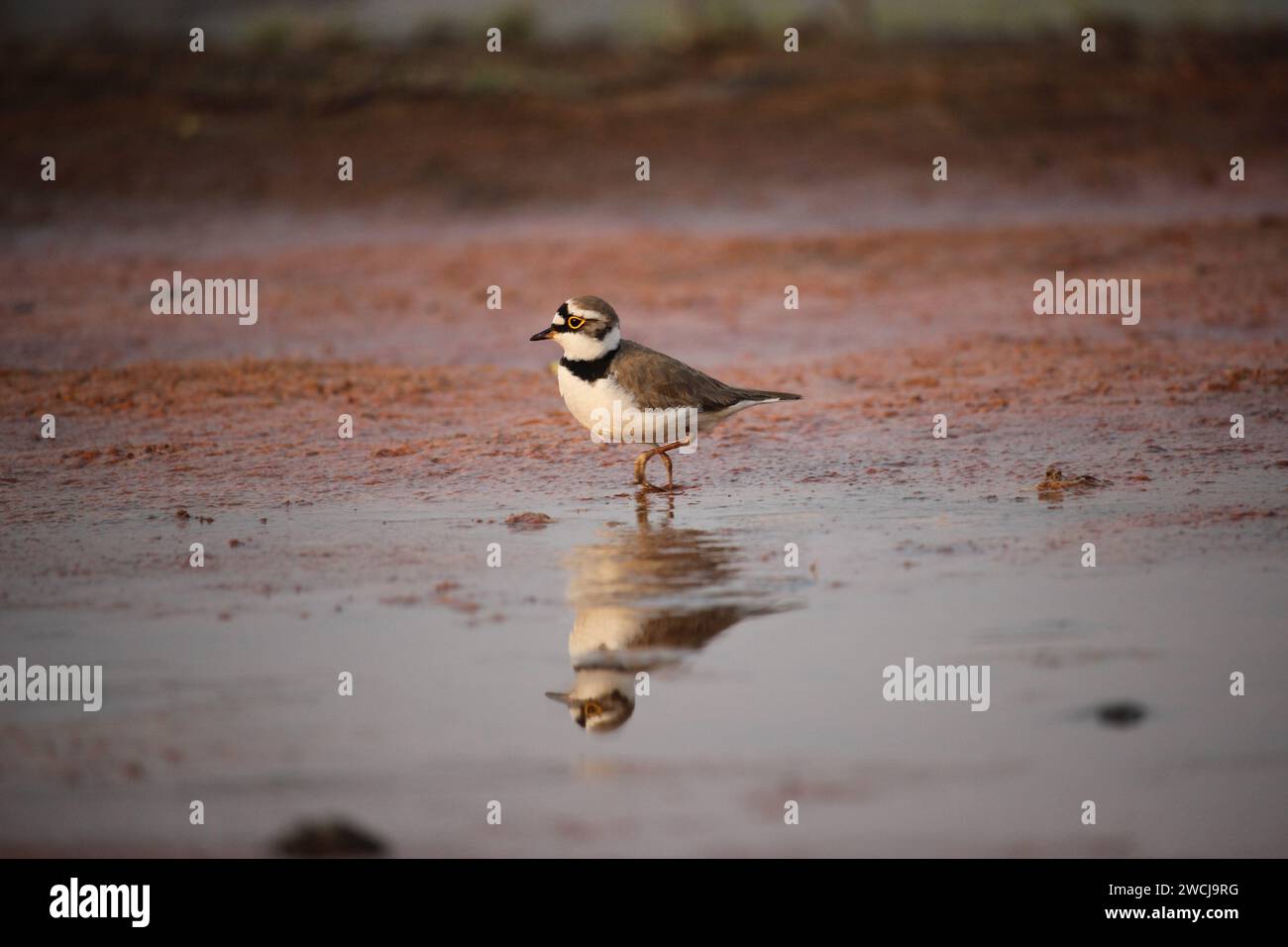 A little ringed plover bird is searching food Stock Photo - Alamy