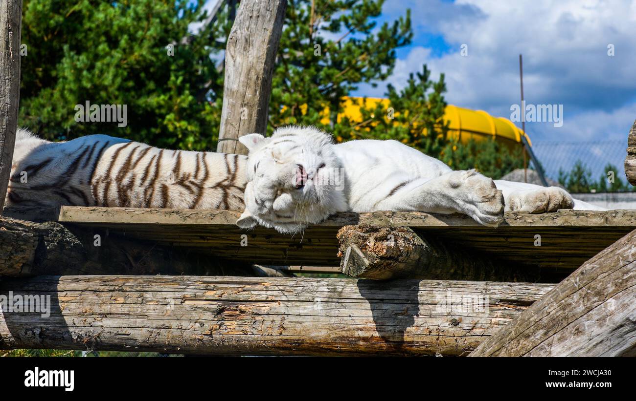 A white tiger in the zoo sleeping on a wooden bench Stock Photo - Alamy