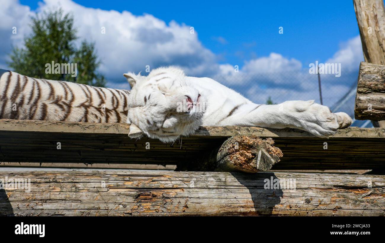 A white tiger in the zoo sleeping on a wooden bench Stock Photo - Alamy