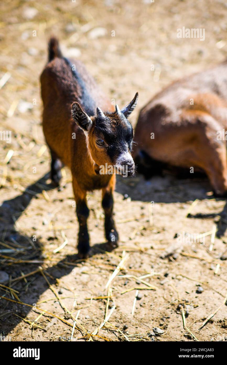 Goat zoo hi-res stock photography and images - Alamy