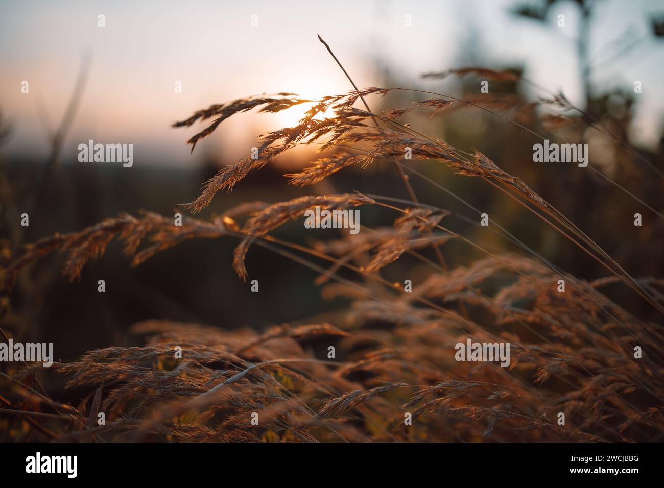 Abstract warm landscape of dry grass meadow on warm golden hour sunset ...