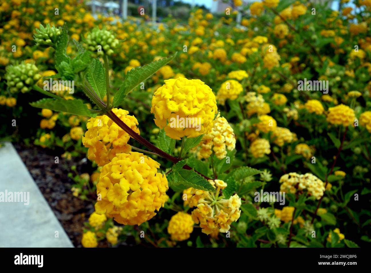 Large Yellow Lantana Camara 'Sand Verbena' Flowers grown in the Flower ...