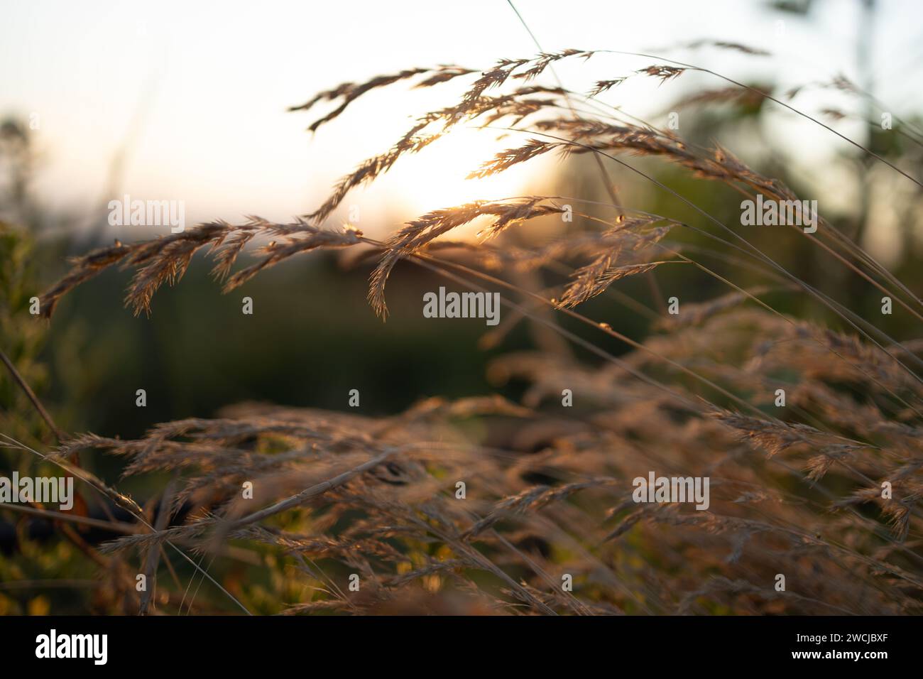 Abstract warm landscape of dry grass meadow on warm golden hour sunset ...