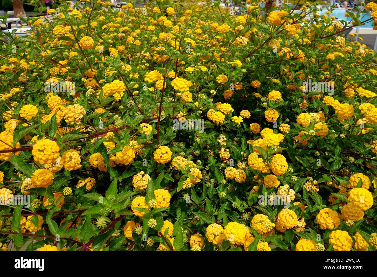 Large Yellow Lantana Camara 'Sand Verbena' Flowers grown in the Flower ...