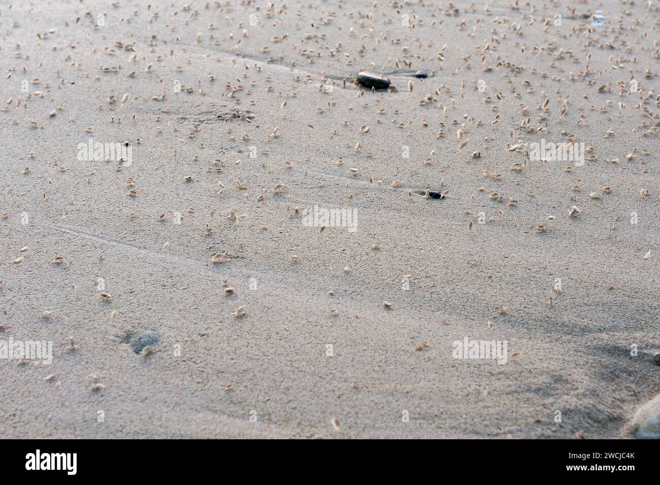 Sand fleas hi-res stock photography and images - Alamy