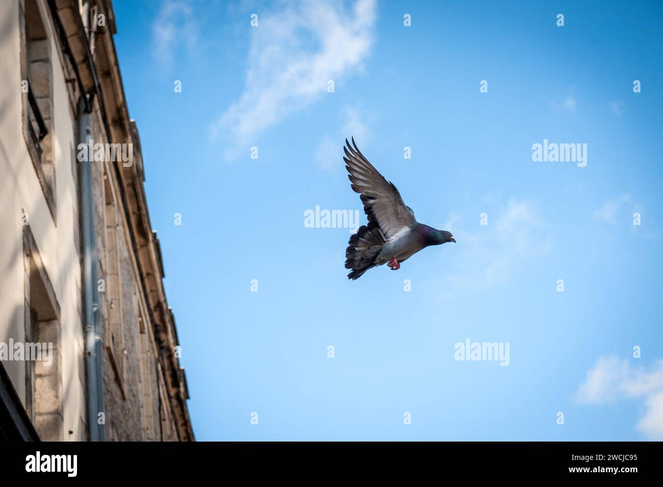 Fliegende taube hi-res stock photography and images - Alamy