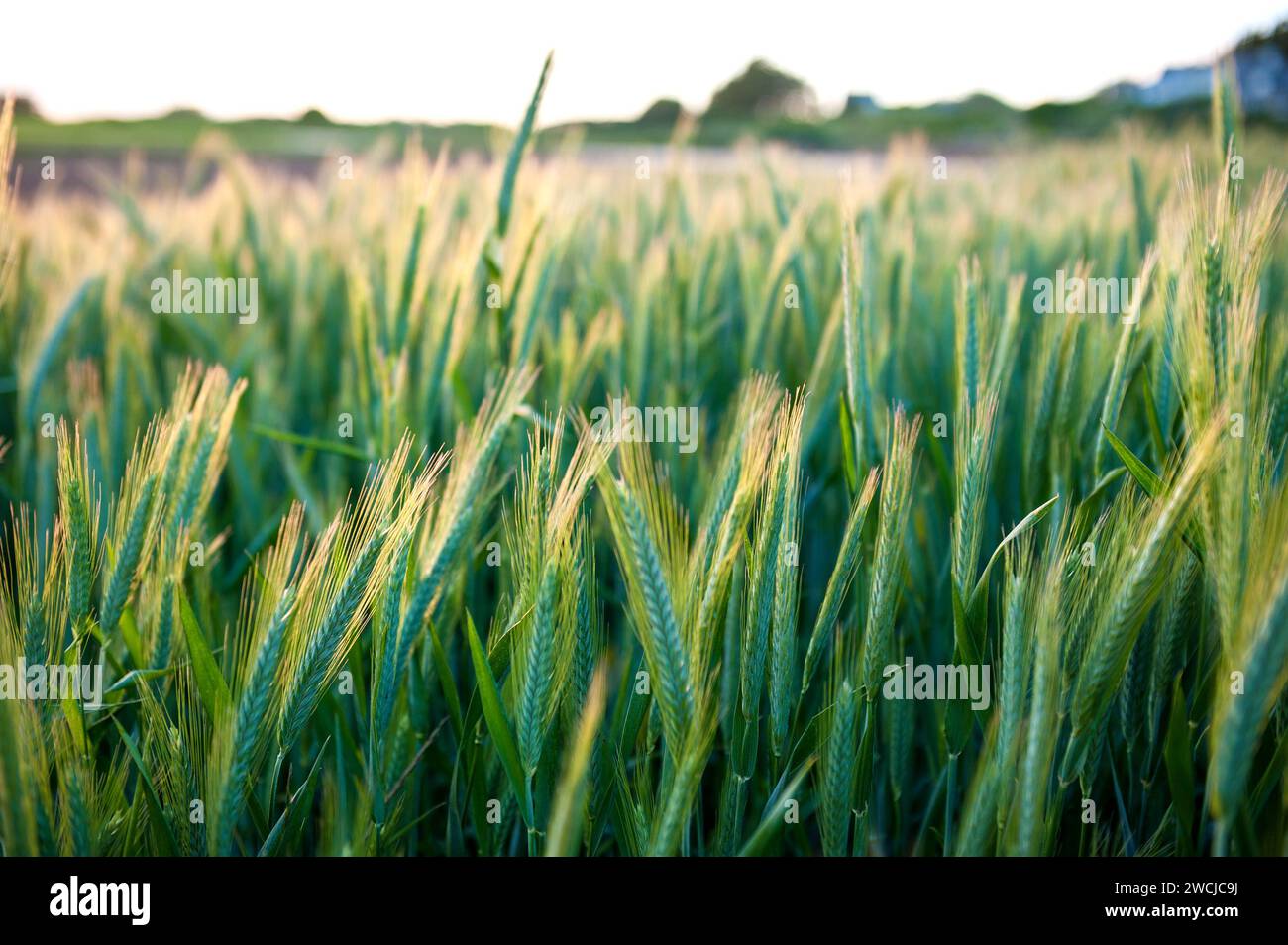 Barley plants hi-res stock photography and images - Alamy