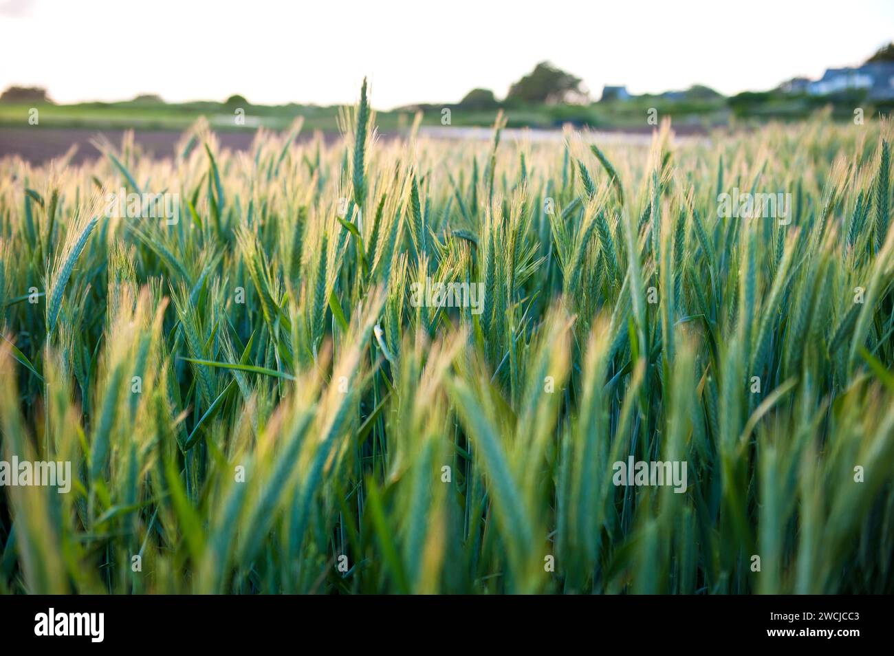 Barley Grain Field Stock Photo - Alamy