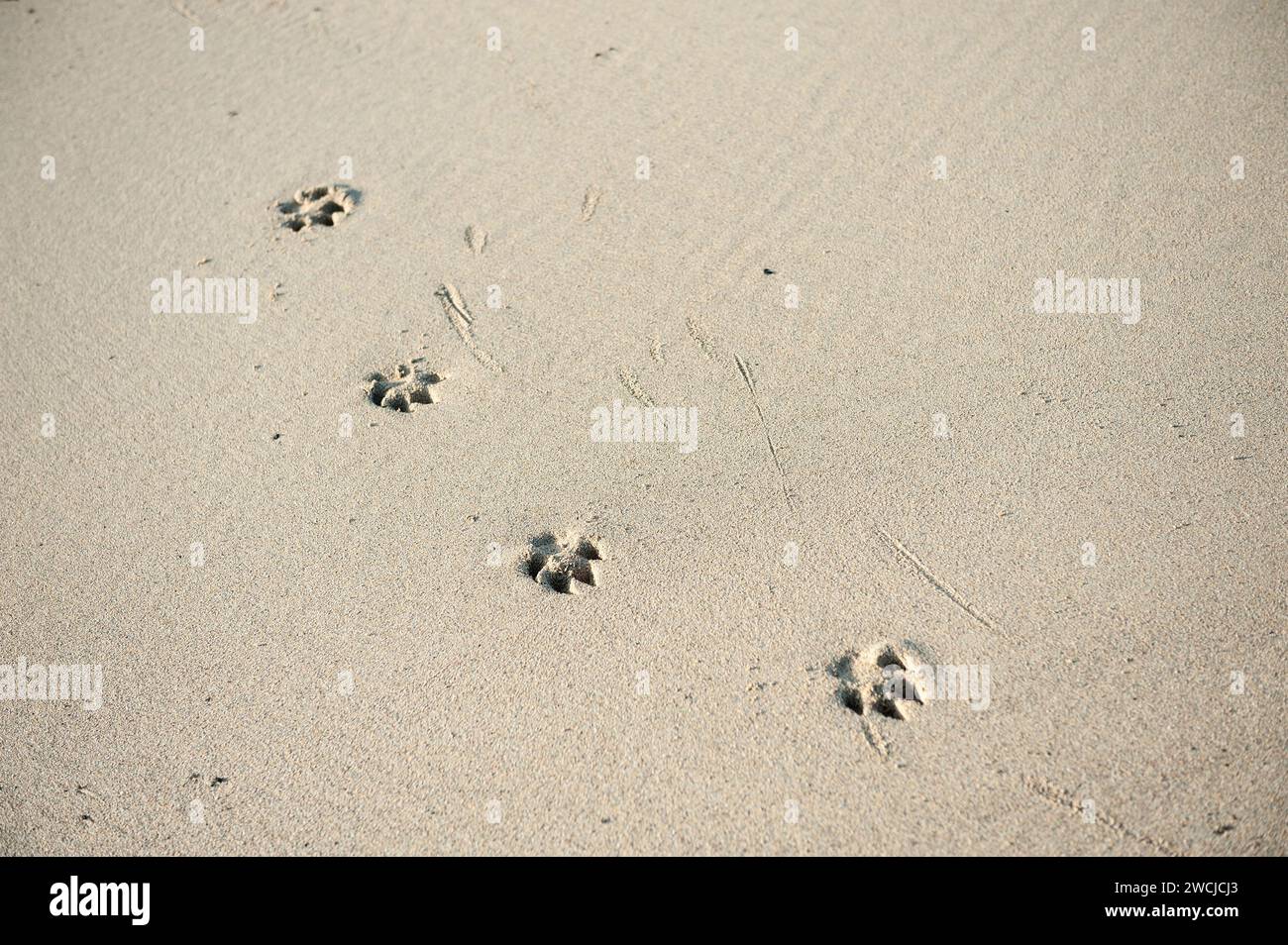 dog tracks in the sand Stock Photo - Alamy