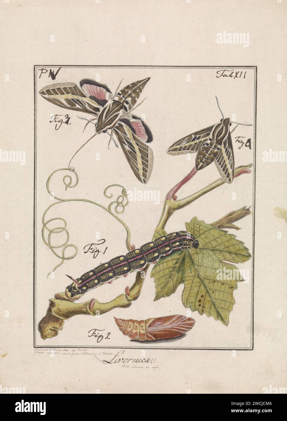 From Rups to Vlinder, Antoni Zürcher, 1828 print A caterpillar on a ...