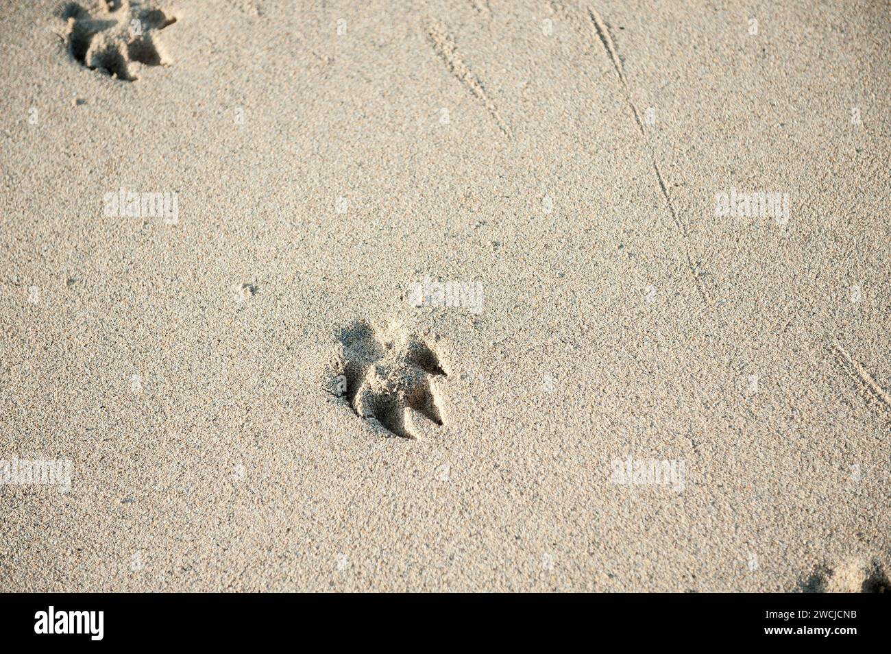dog tracks in the sand Stock Photo - Alamy