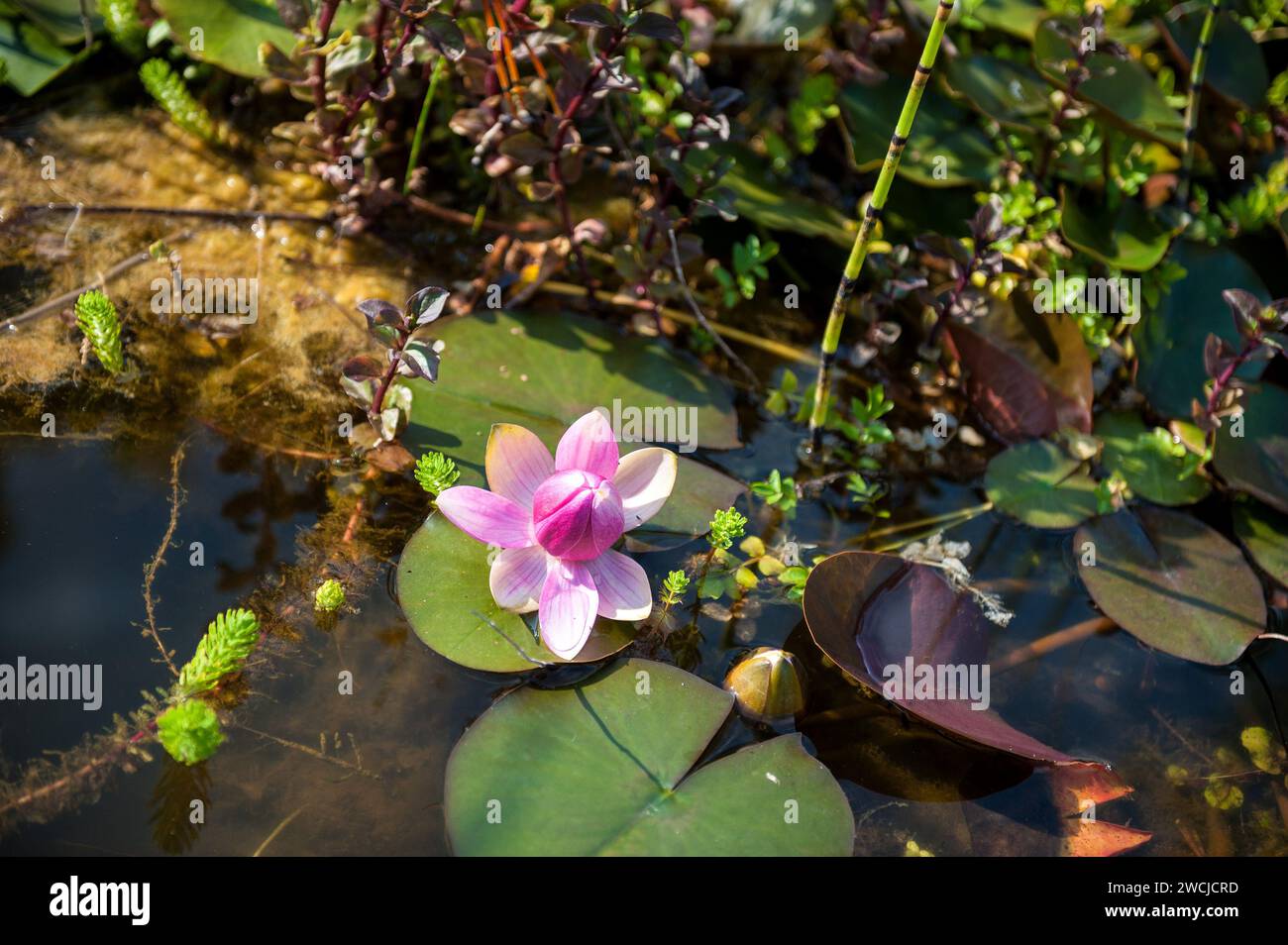 Pink water lilies nymphaeaceae hi-res stock photography and images - Alamy