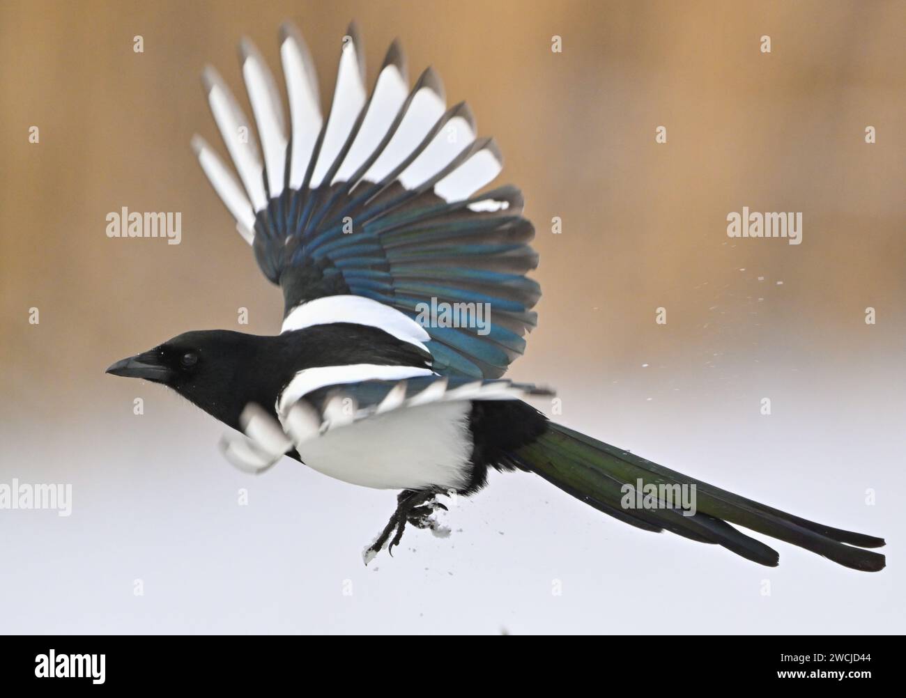 Magpie shiny hi-res stock photography and images - Alamy