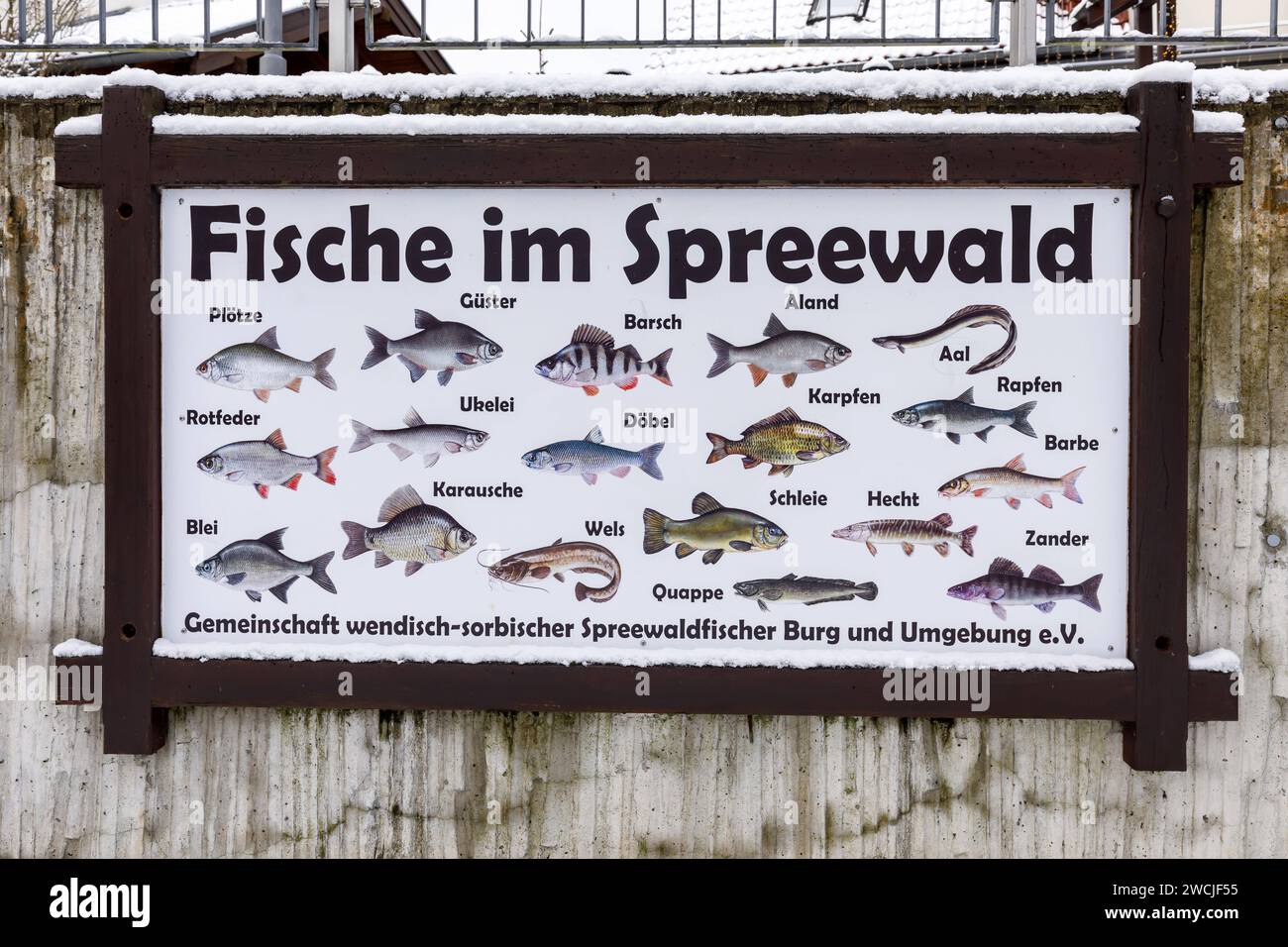 Fischarten fische hi-res stock photography and images - Alamy