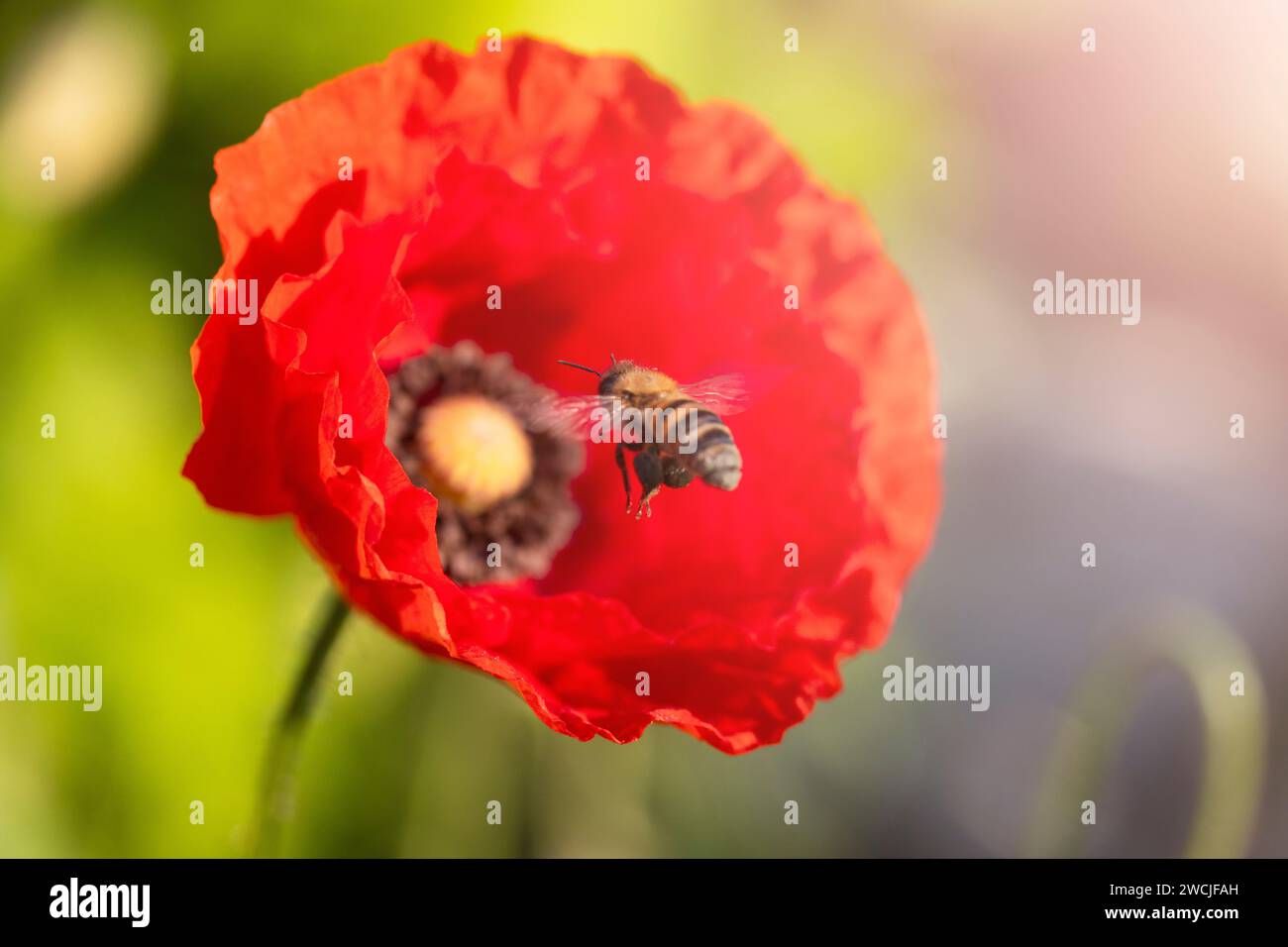 Close up slow motion bees hi-res stock photography and images - Alamy