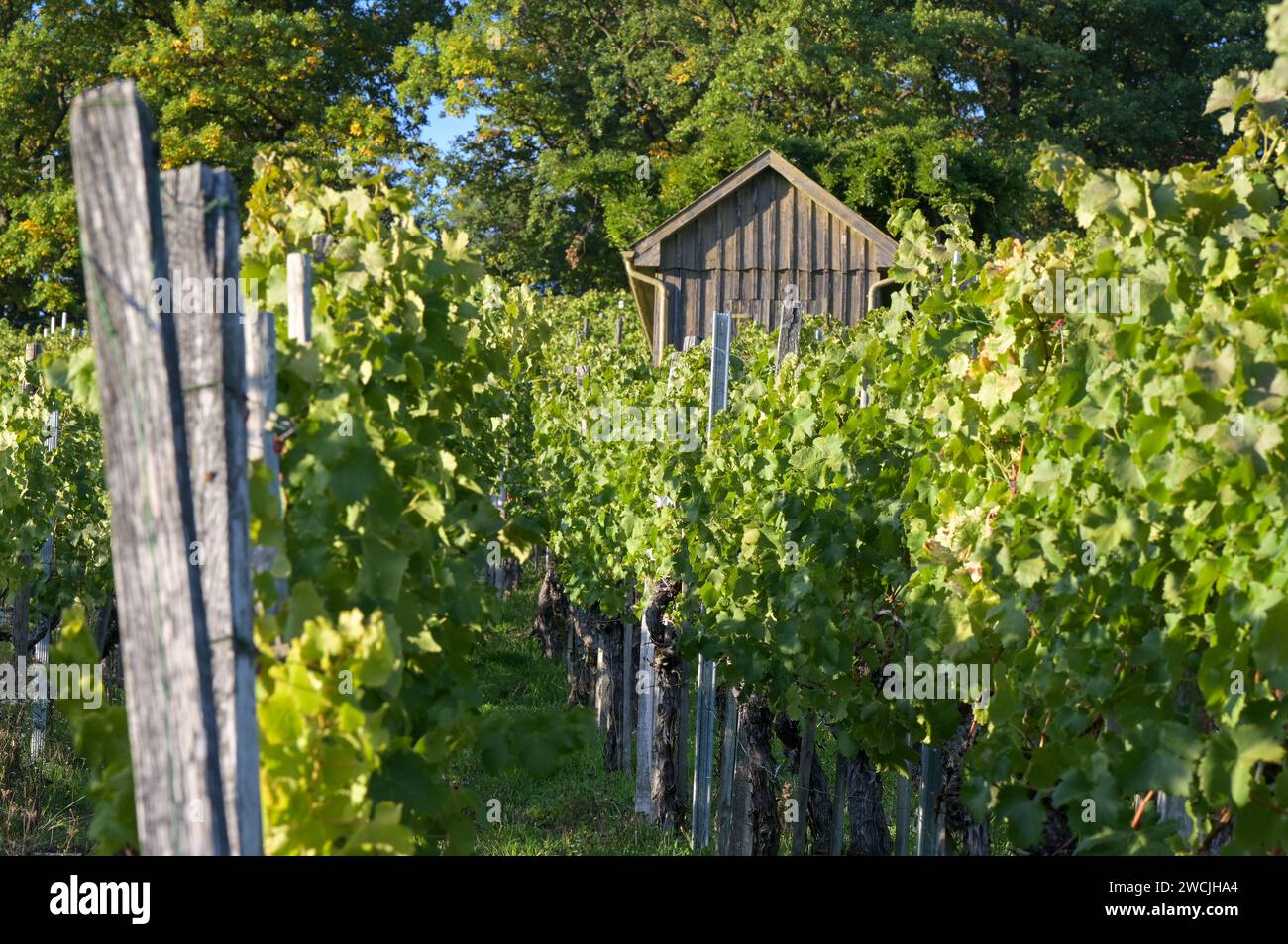 Old vineyard hut is hidden in the vineyard between many vines in the ...