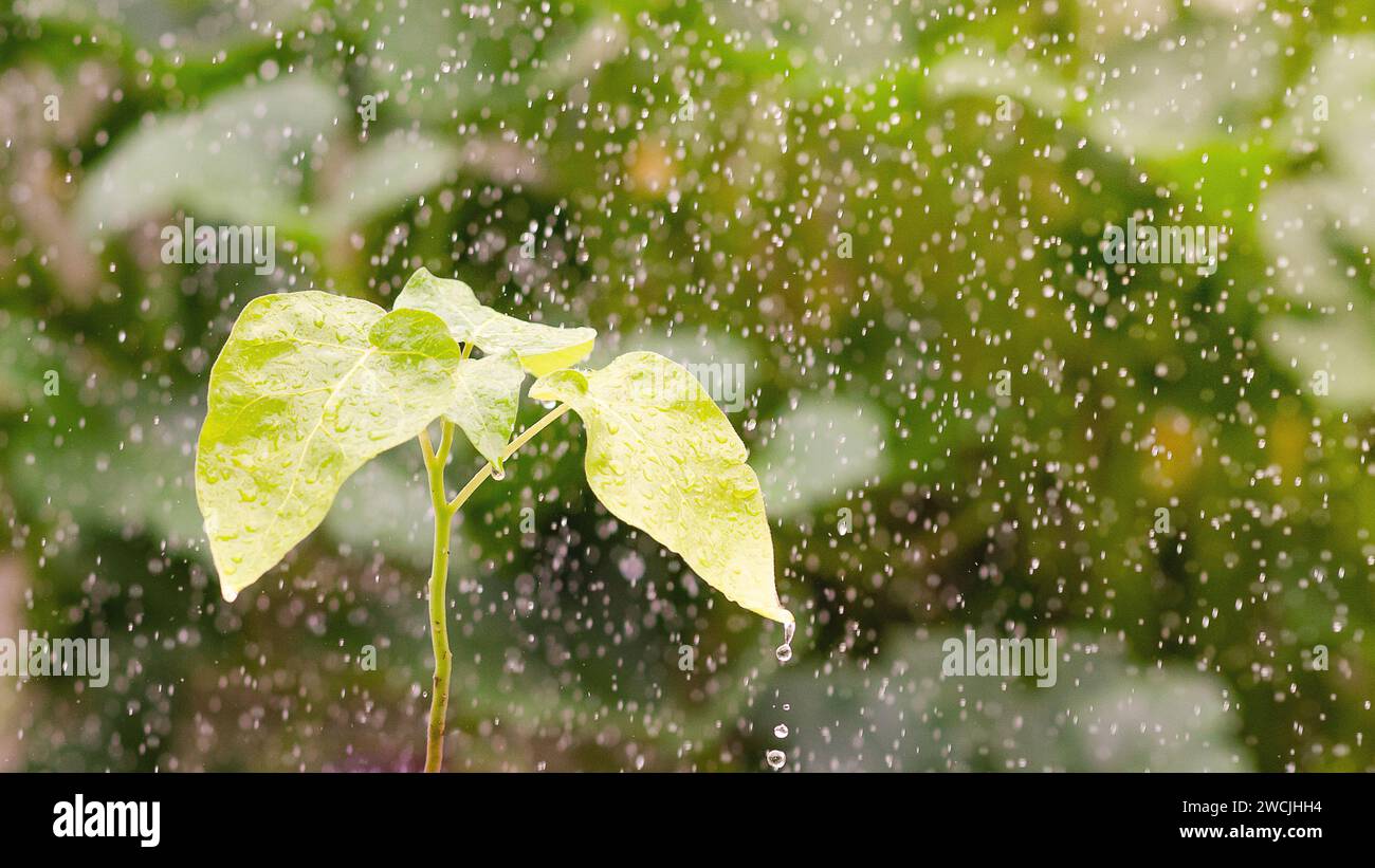 A young plant in the rain and a natural background Stock Photo - Alamy