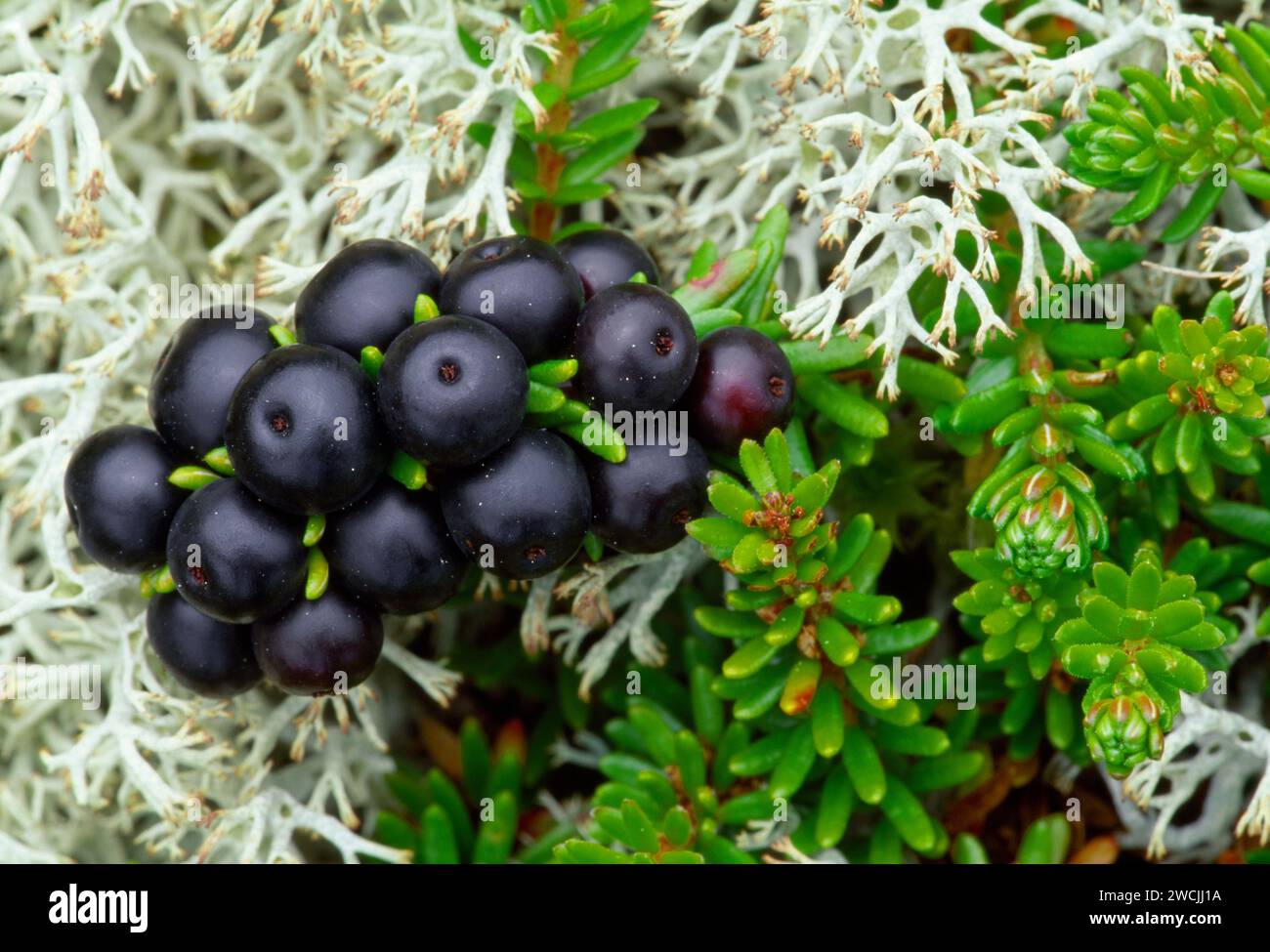 Crowberry (Empetrum nigrum) and Lichen growing on coastal heath, Loch ...