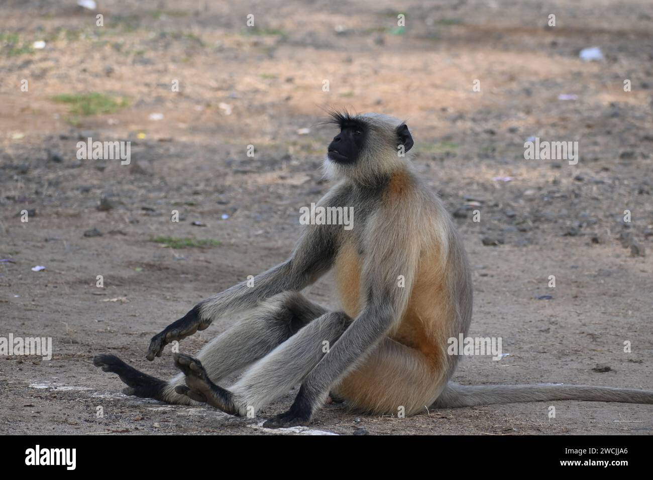 Monkey legs hi-res stock photography and images - Alamy
