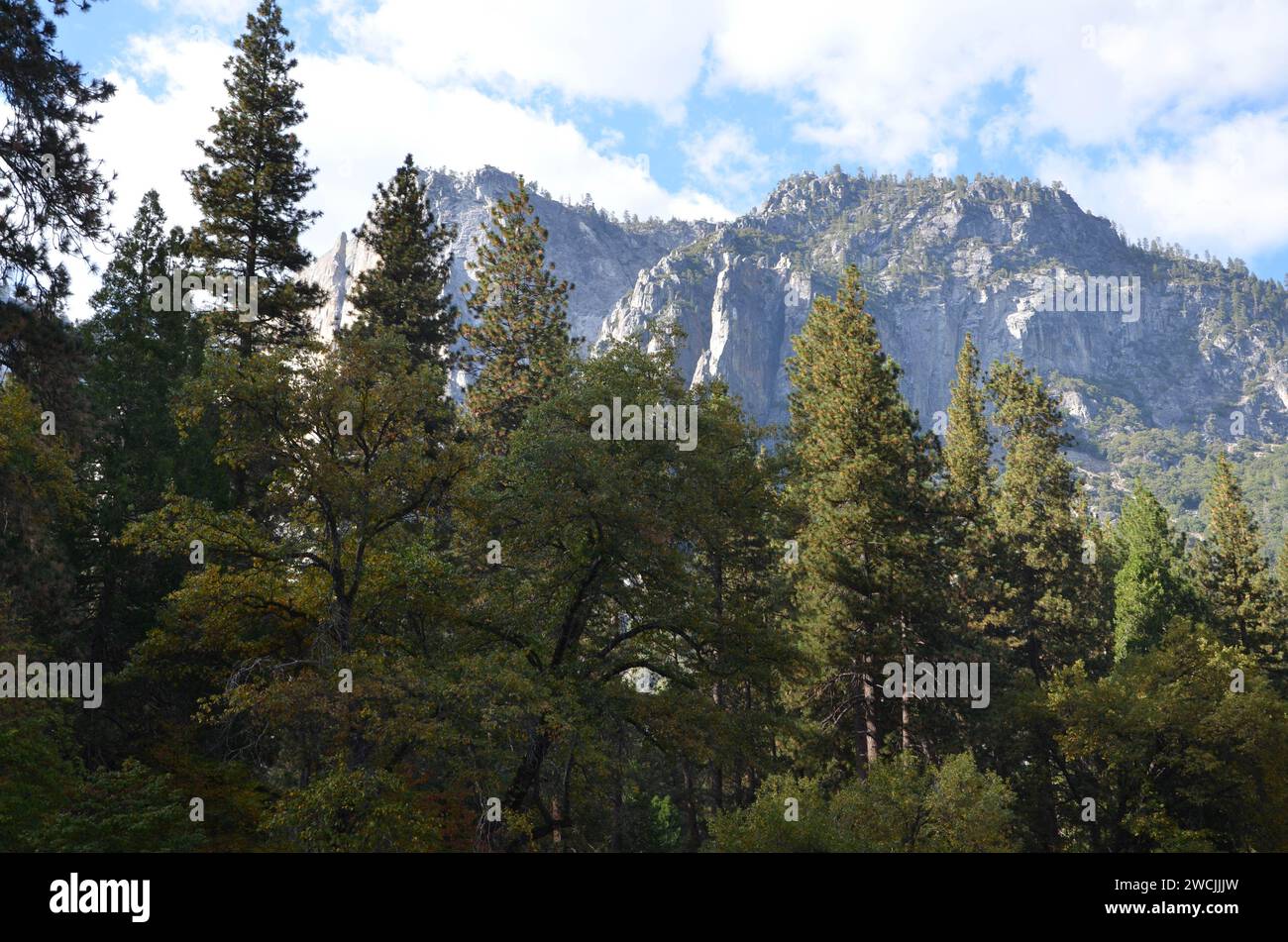 Towering trees standing sentinel before the grandeur of mountain peaks ...