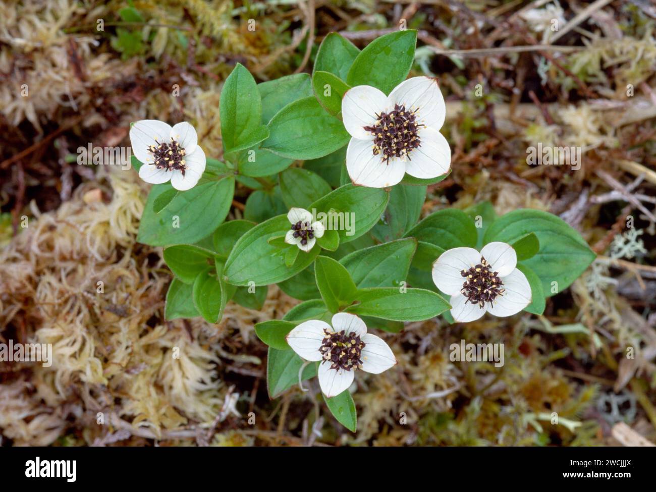 Dwarf cornel scotland hi-res stock photography and images - Alamy