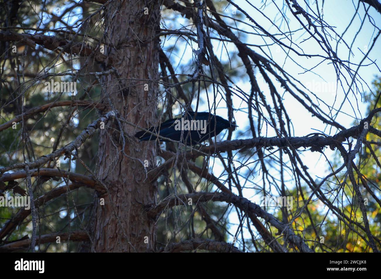 "Scenic Yosemite Landscape with Crow Stock Photo - Alamy